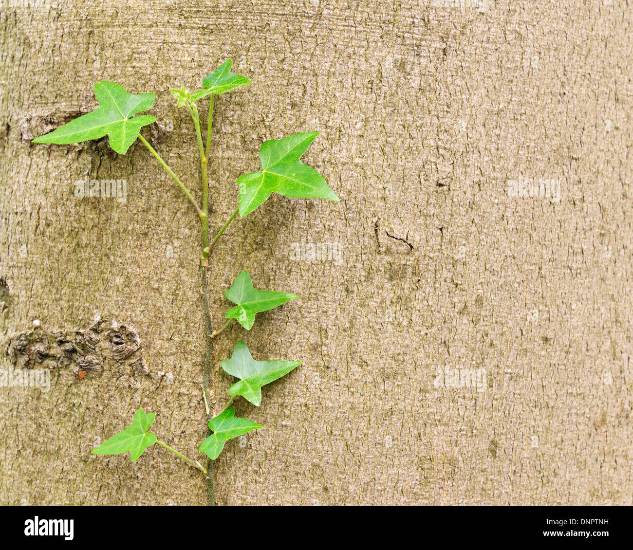 Ivy Growing on Beech Tree Trunk in Spring, Hallerbos, Halle, Flemish ...