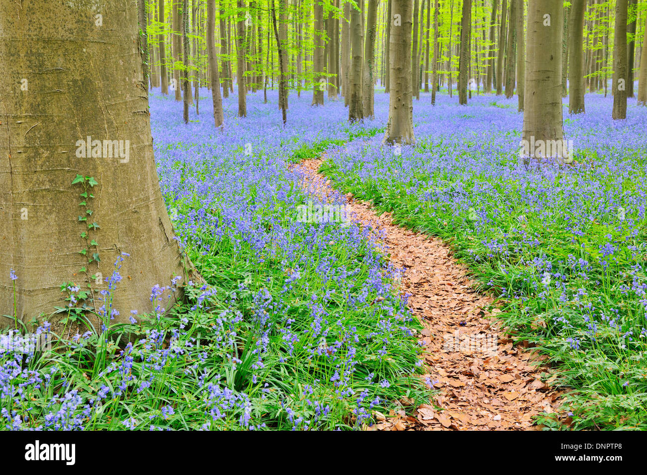 Path through Beech Forest with Bluebells in Spring, Hallerbos, Halle ...