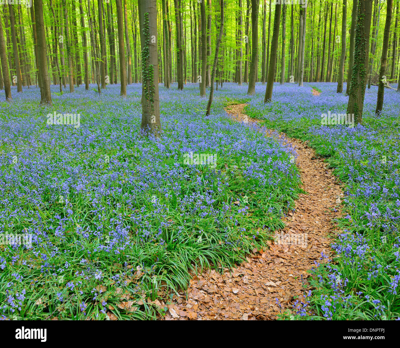 Path through Beech Forest with Bluebells in Spring, Hallerbos, Halle ...