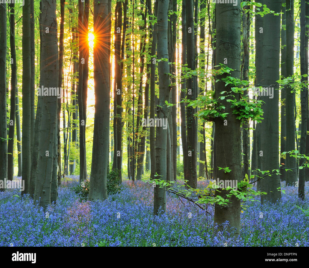 Sun through Beech Forest with Bluebells in Spring, Hallerbos, Halle ...