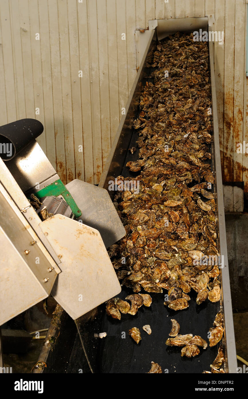 Oysters going out of a selection machine in an oyster farm in Charente ...
