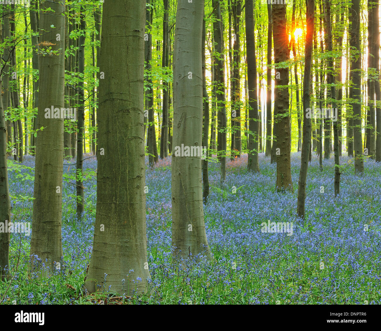 Sun through Beech Forest with Bluebells in Spring, Hallerbos, Halle ...