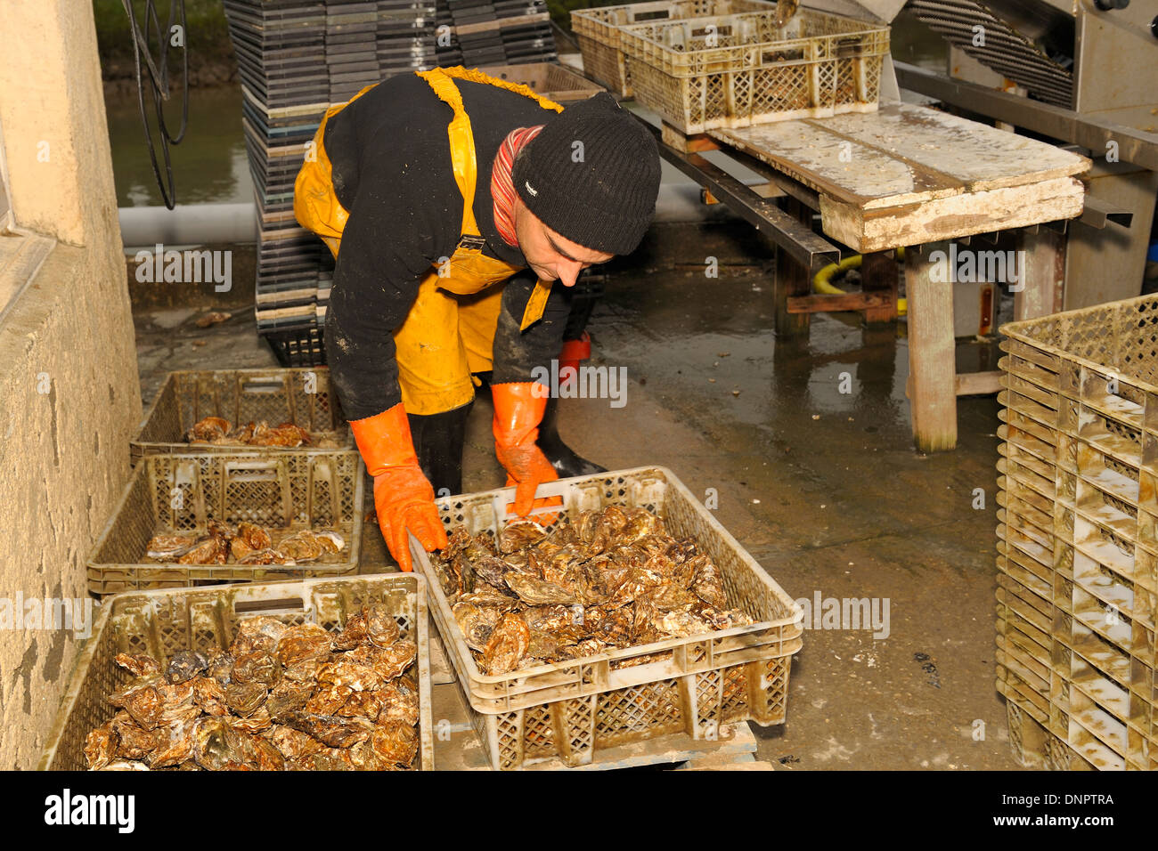 Oysterman storing oysters in platic baskets after selection in an ...