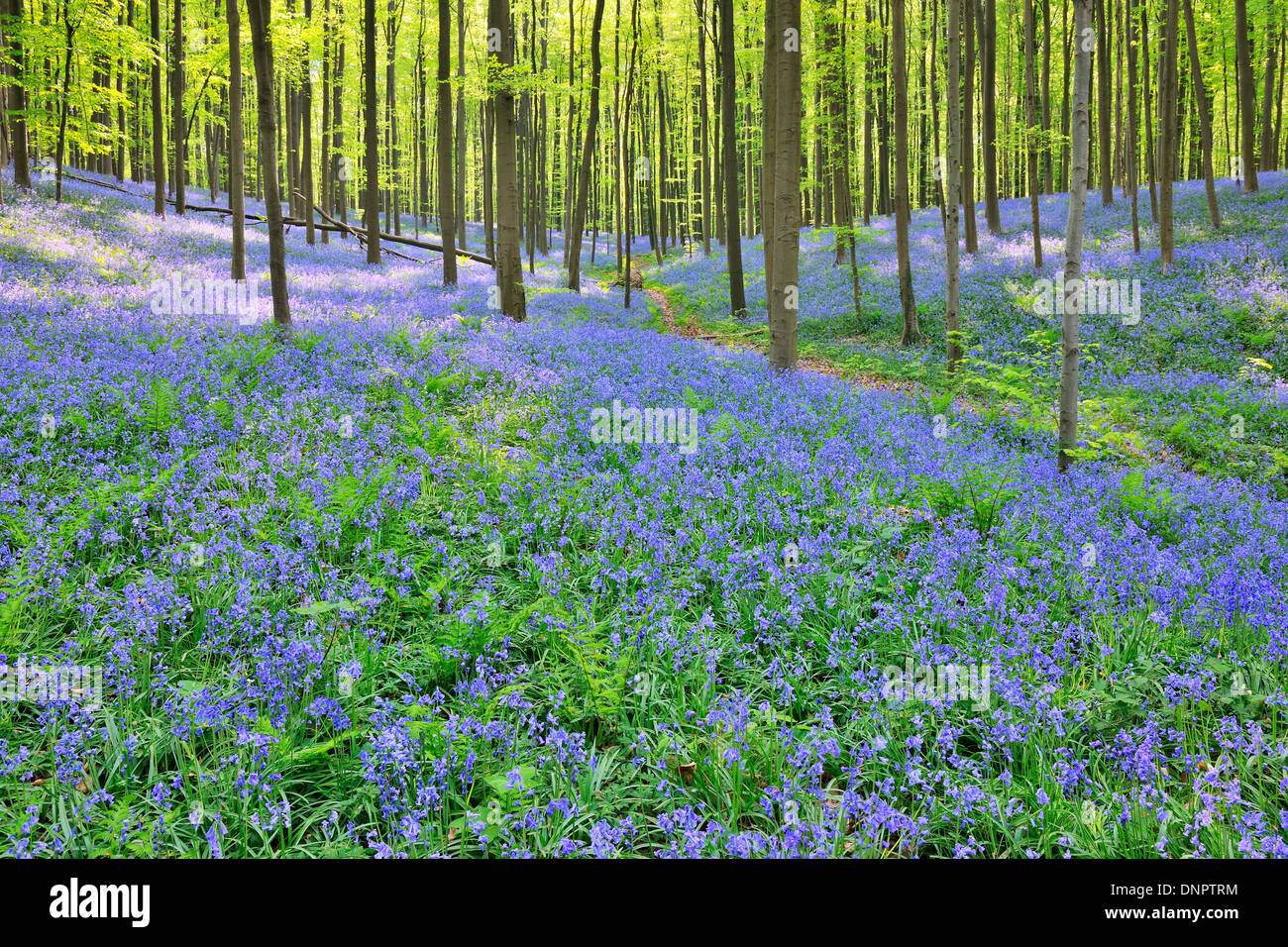 Beech Forest with Bluebells in Spring, Hallerbos, Halle, Flemish ...