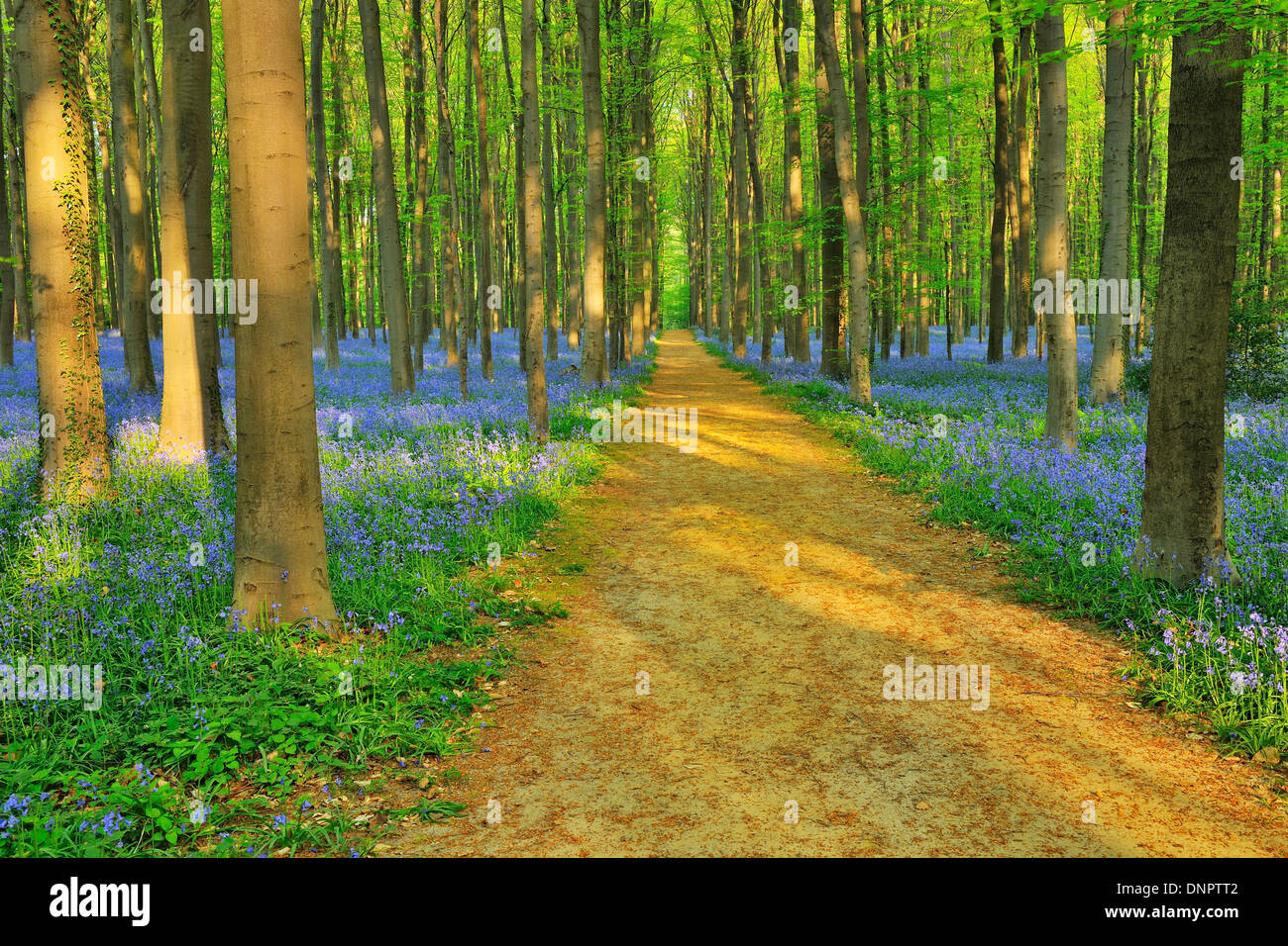 Path through Beech Forest with Bluebells in Spring, Hallerbos, Halle ...