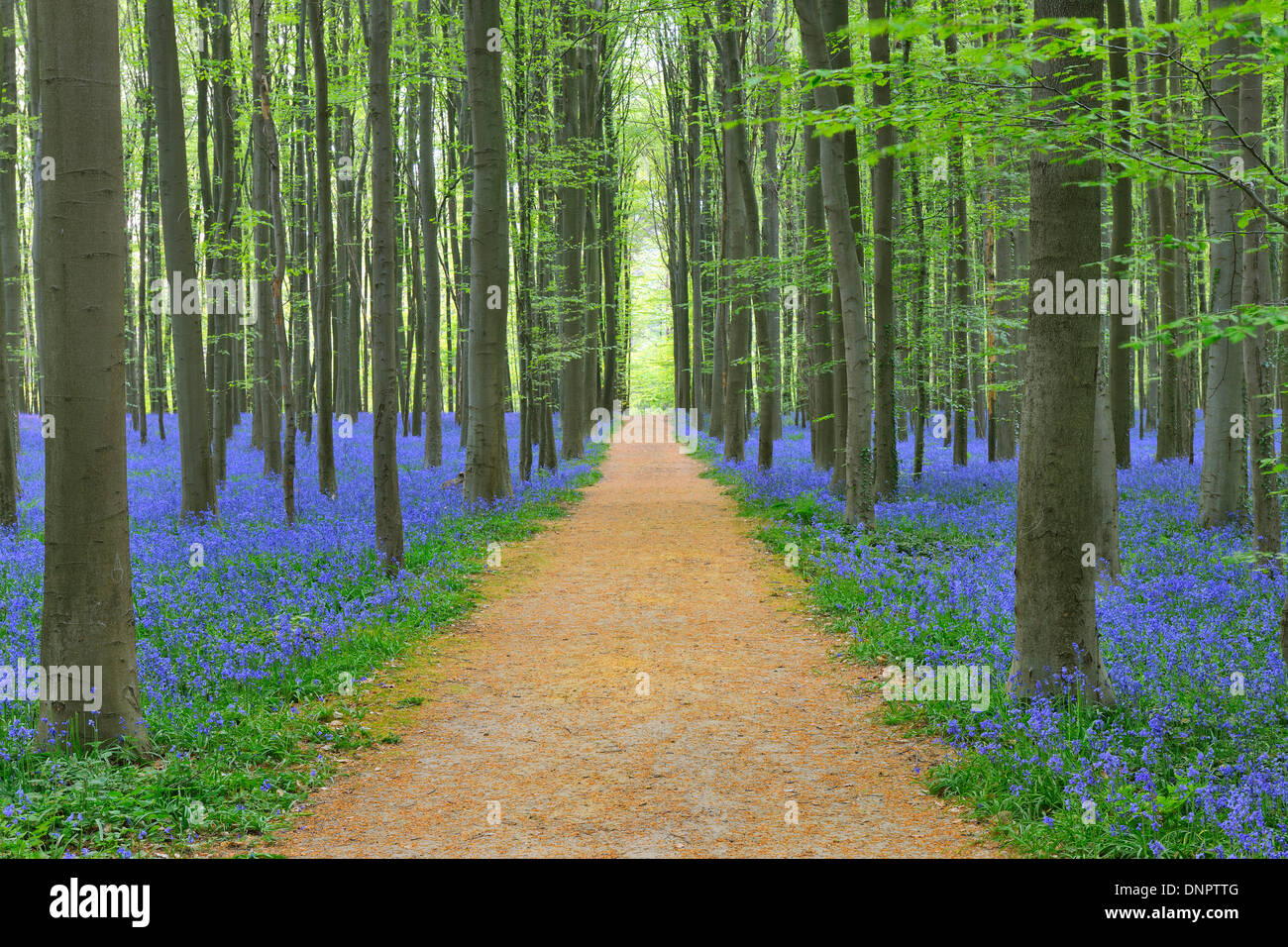 Path through Beech Forest with Bluebells in Spring, Hallerbos, Halle ...