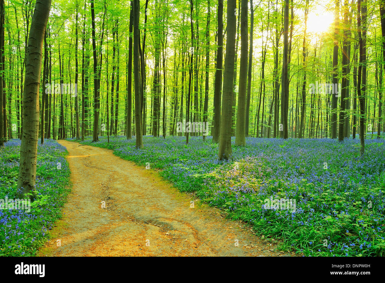 Path through Beech Forest with Bluebells in Spring, Hallerbos, Halle ...