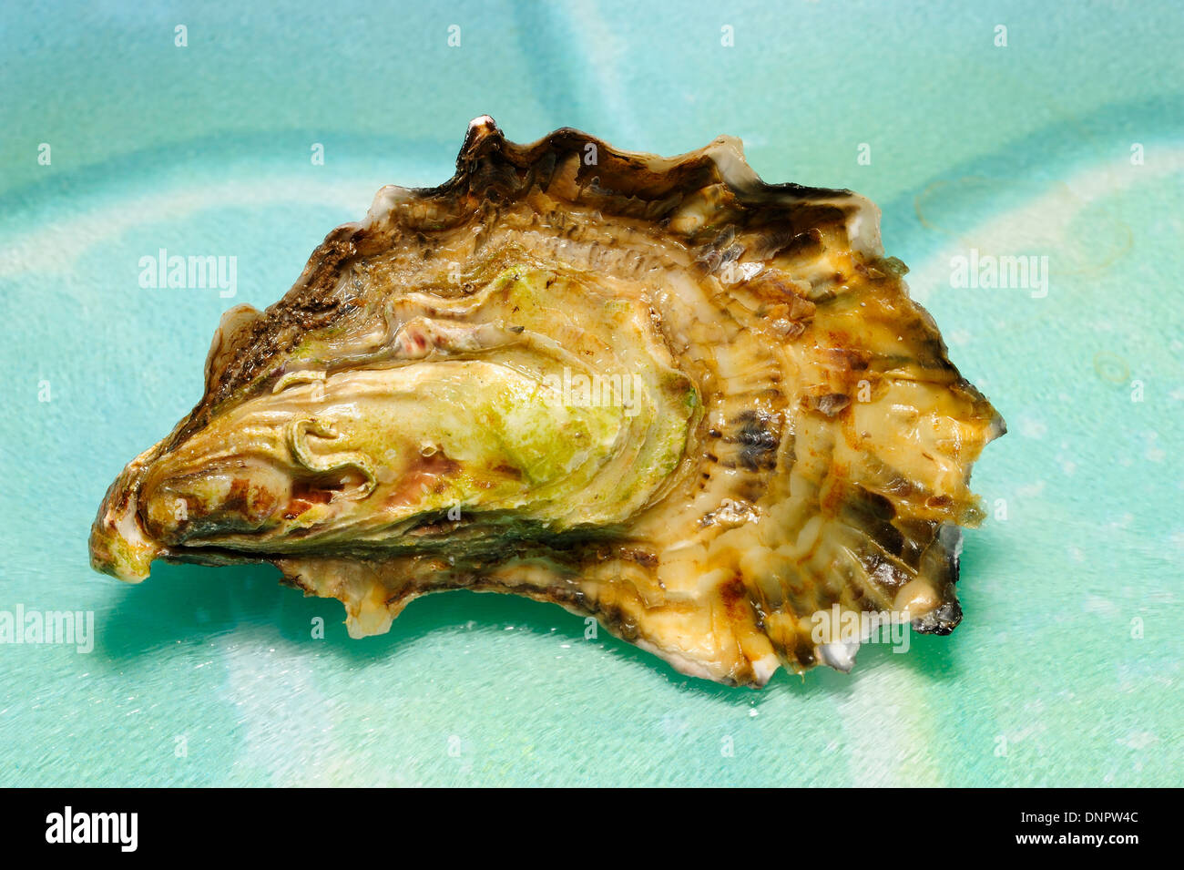 One raw oyster (fine de claire), Charente-Maritime, France Stock Photo ...