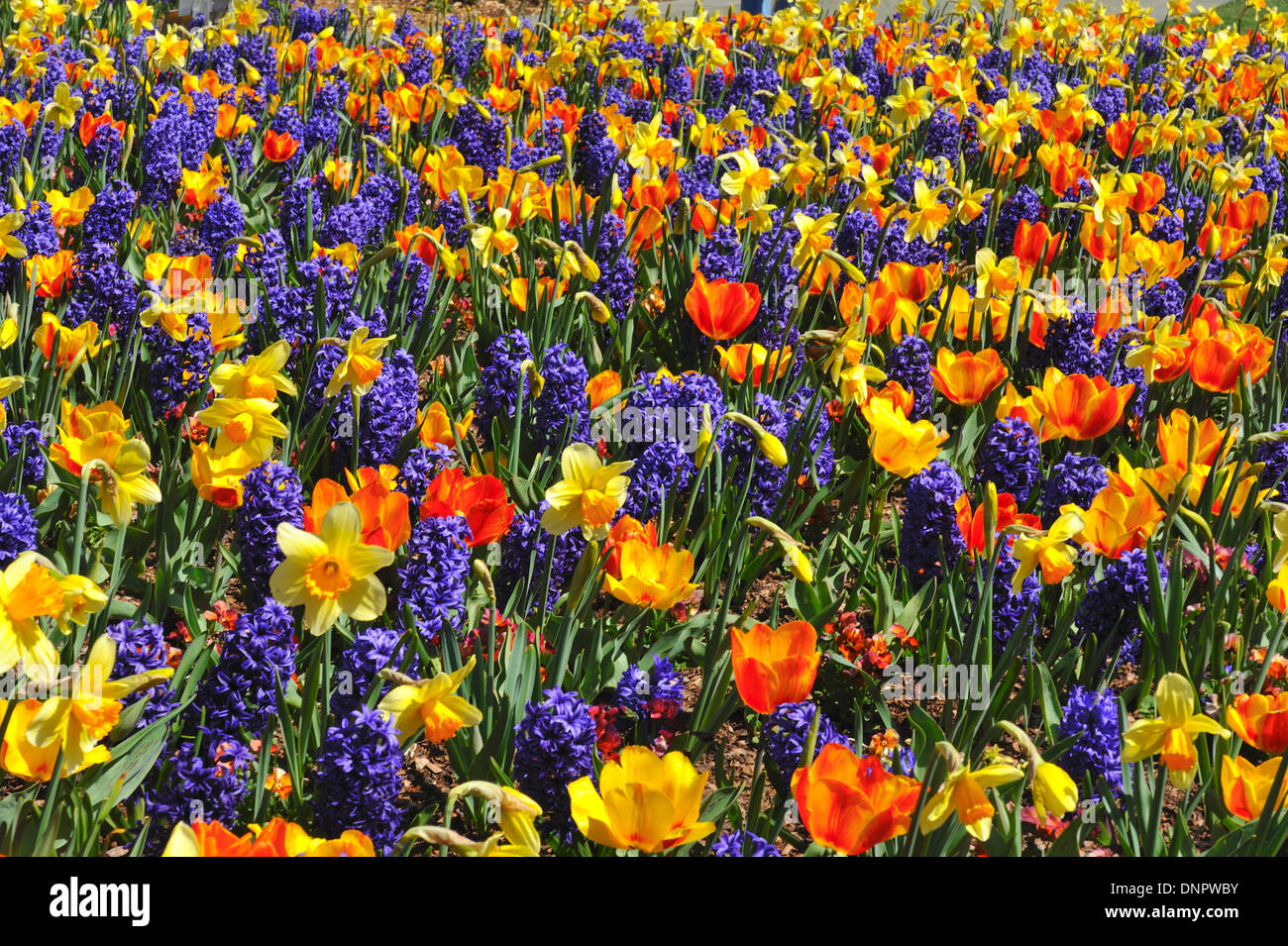Texas flowers hi-res stock photography and images - Alamy