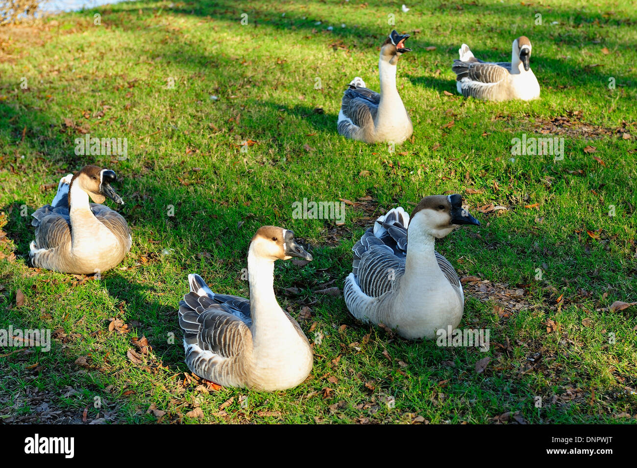 Swan and geese hi-res stock photography and images - Alamy