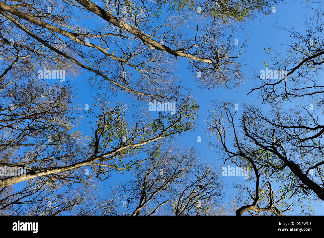 High trees in the forest of Towne park, Mc Kinney, Texas, USA Stock ...