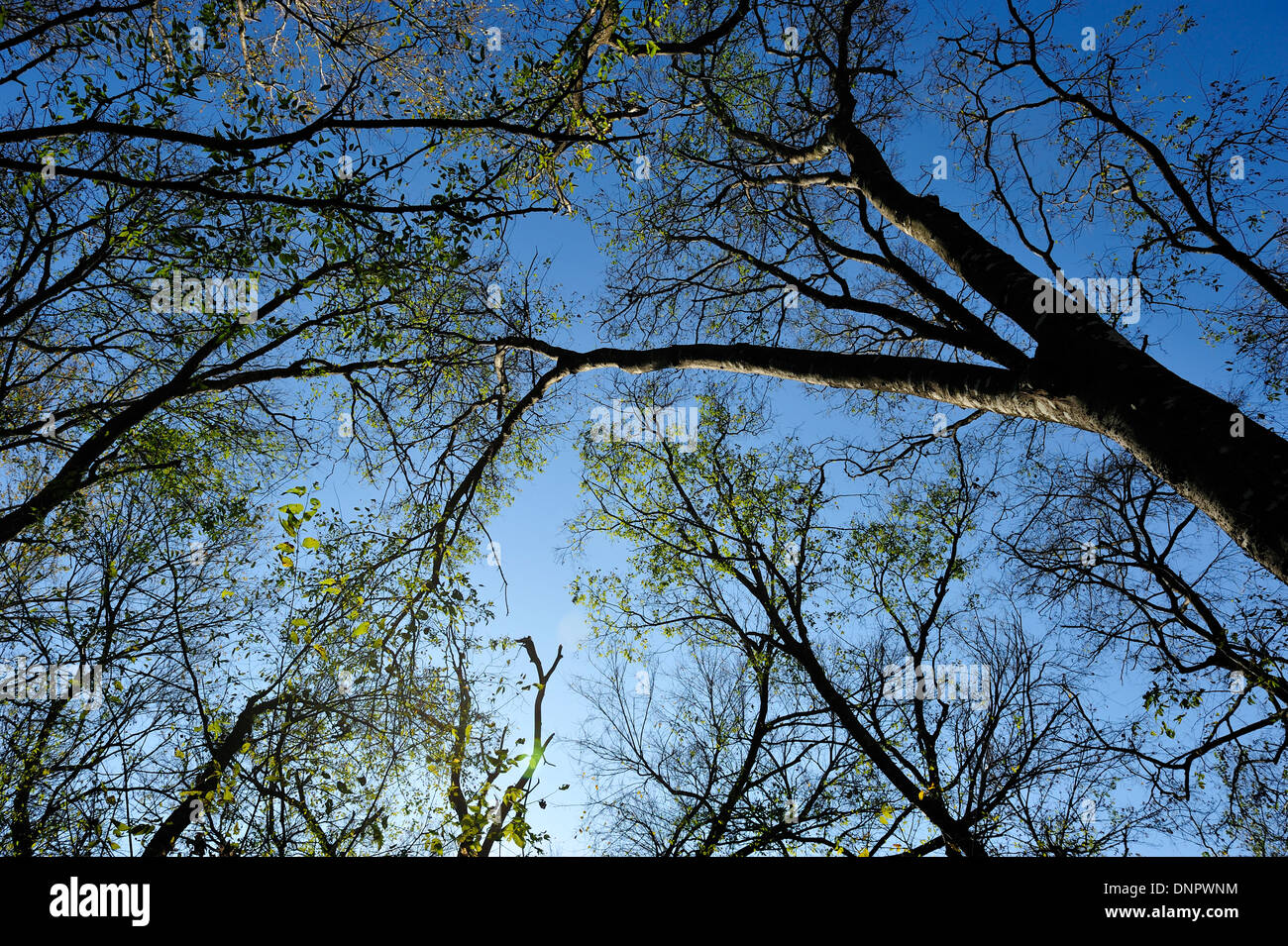 High trees in the forest of Towne park, Mc Kinney, Texas, USA Stock ...