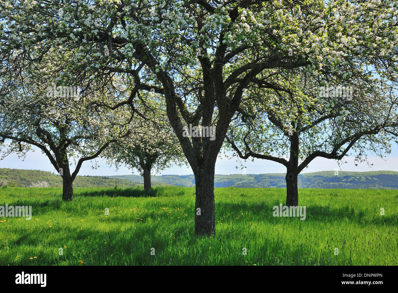 Blooming Apple Trees in Spring, Monchberg, Spessart, Bavaria, Germany ...