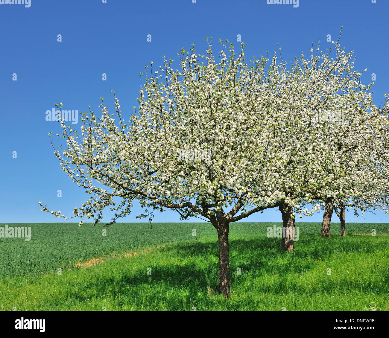 Blossoming Apple Trees in Spring, Monchberg, Spessart, Bavaria, Germany ...