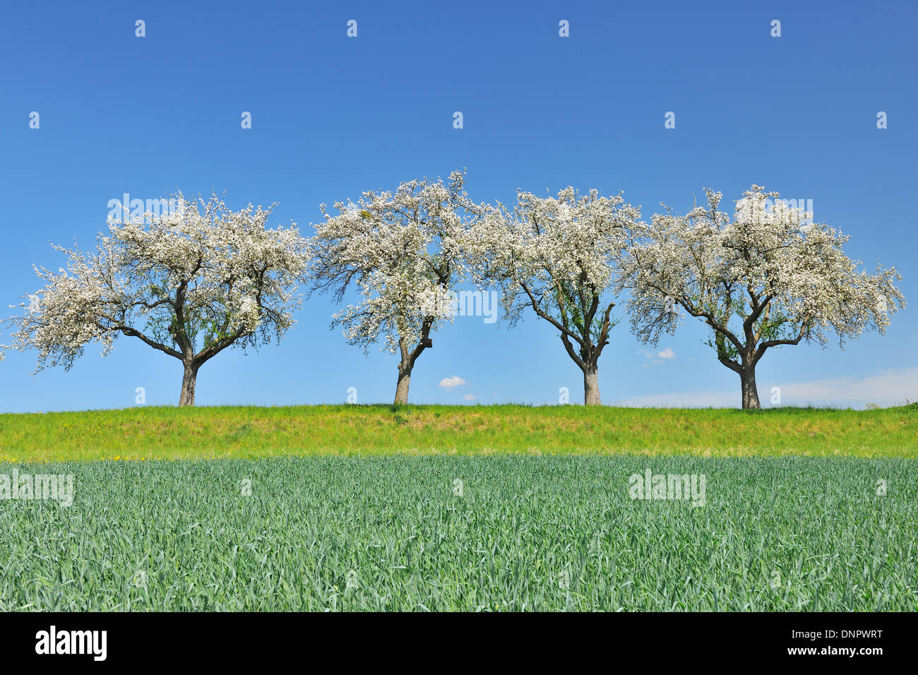 4 seasons apple tree hi-res stock photography and images - Alamy