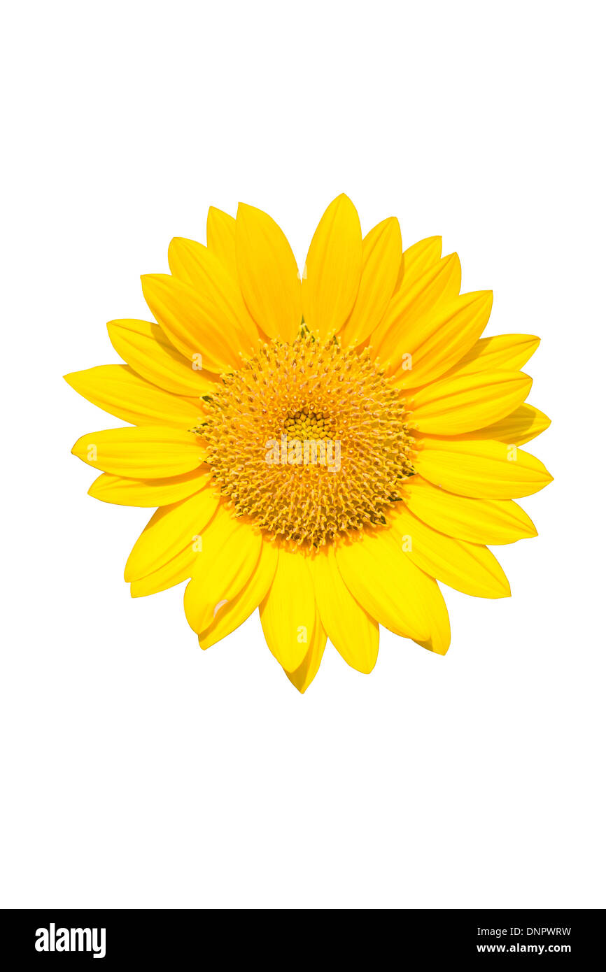 Beautiful single flower Cut Out Stock Images & Pictures - Alamy