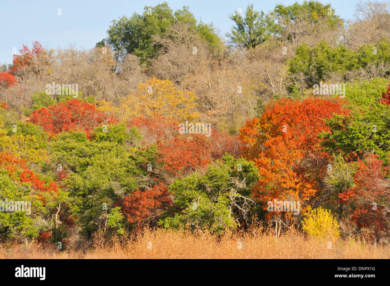 Trees turning red in the forest around Lake Brownwood during fall ...
