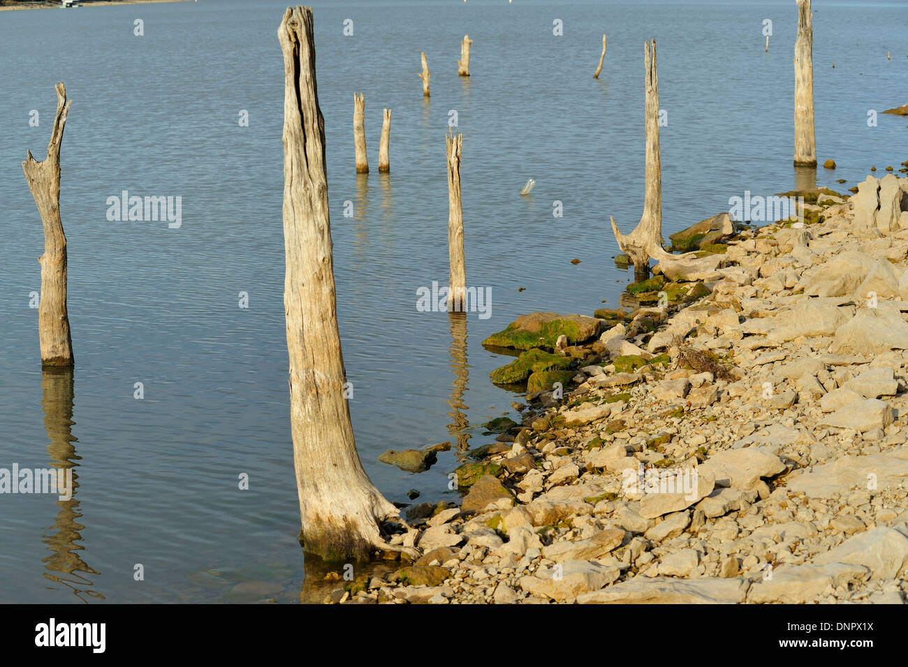 Dead trees in Lake Brownwood during fall season, Brownwood, Texas, USA ...