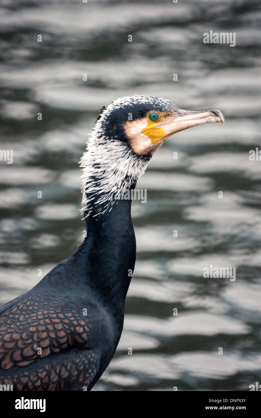 A Great Cormorant in Breeding plumage Stock Photo - Alamy