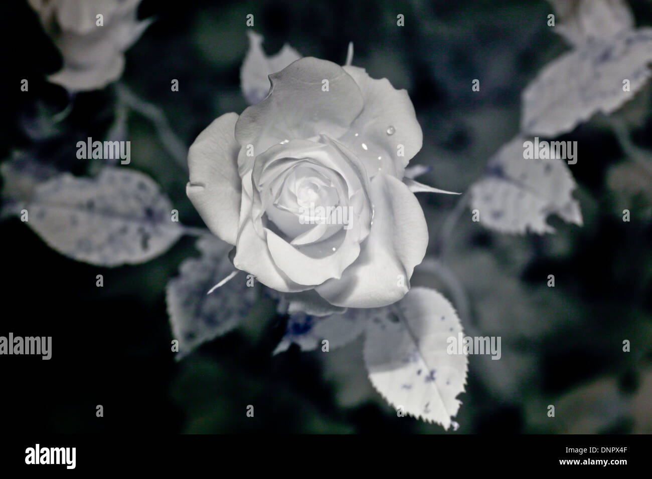 Uv pass filter hi-res stock photography and images - Alamy