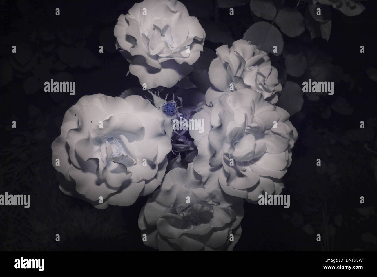 Roses photographed with UV pass filter Stock Photo - Alamy