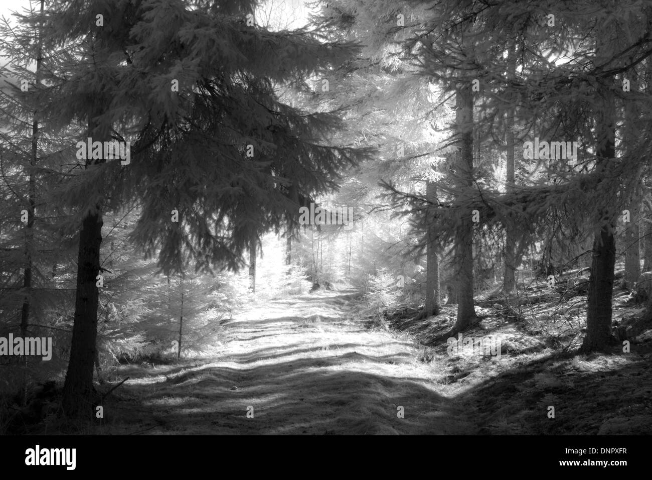 Forest fairy spring Black and White Stock Photos & Images - Alamy