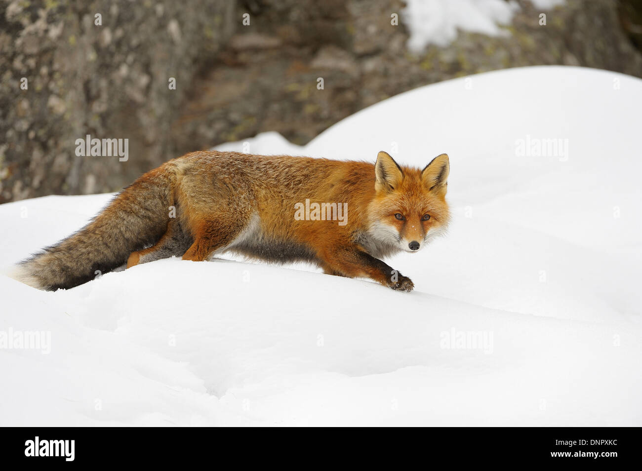 Red Fox (Vulpes vulpes) in Winter, Gran Paradiso National Park, Graian ...