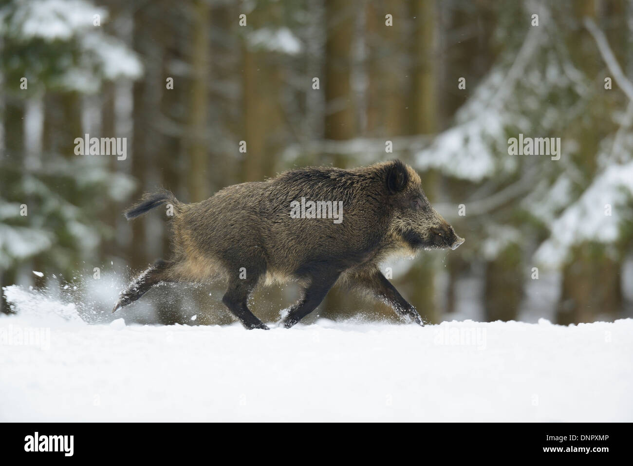 Wild Boar (Sus scrofa) Running in Winter, Bavaria, Germany Stock Photo ...