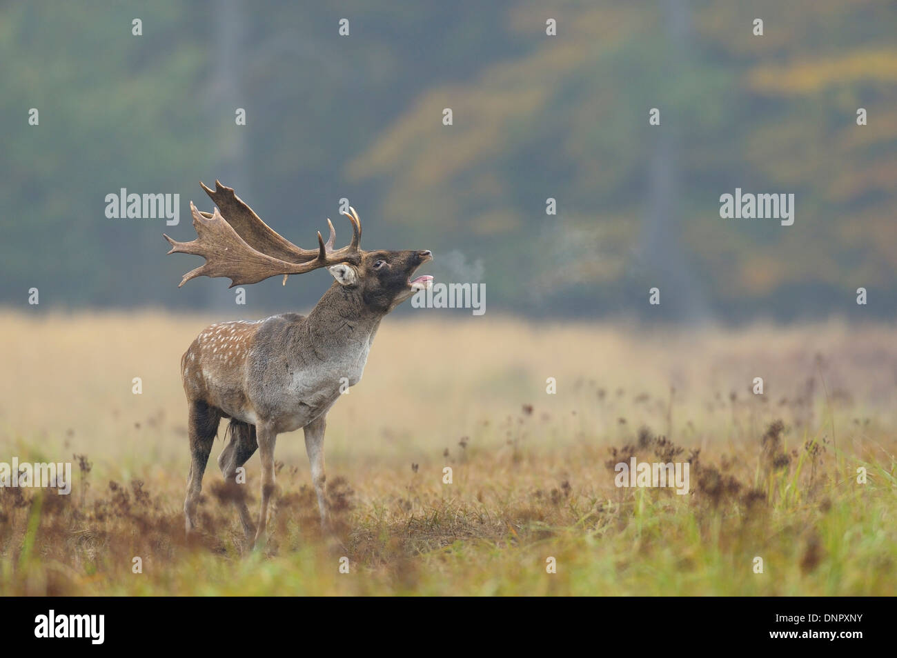 Roaring Male Fallow Deer (Cervus dama) in Rutting Season, Hesse ...