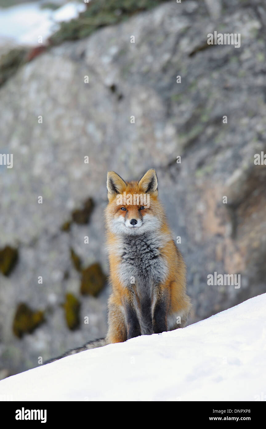 Red Fox (Vulpes vulpes) in Winter, Gran Paradiso National Park, Graian ...