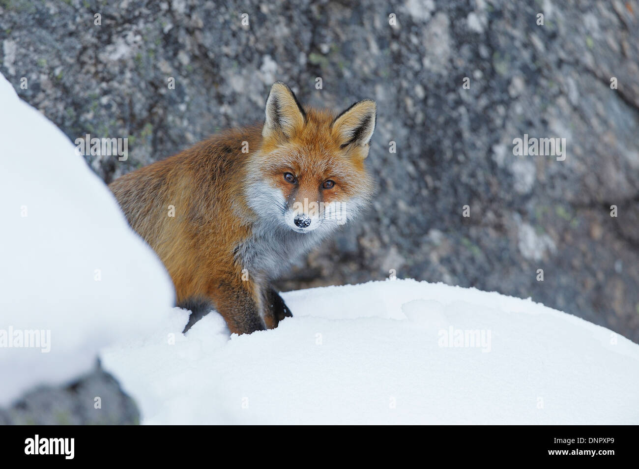Red Fox (Vulpes vulpes) in Winter, Gran Paradiso National Park, Graian ...