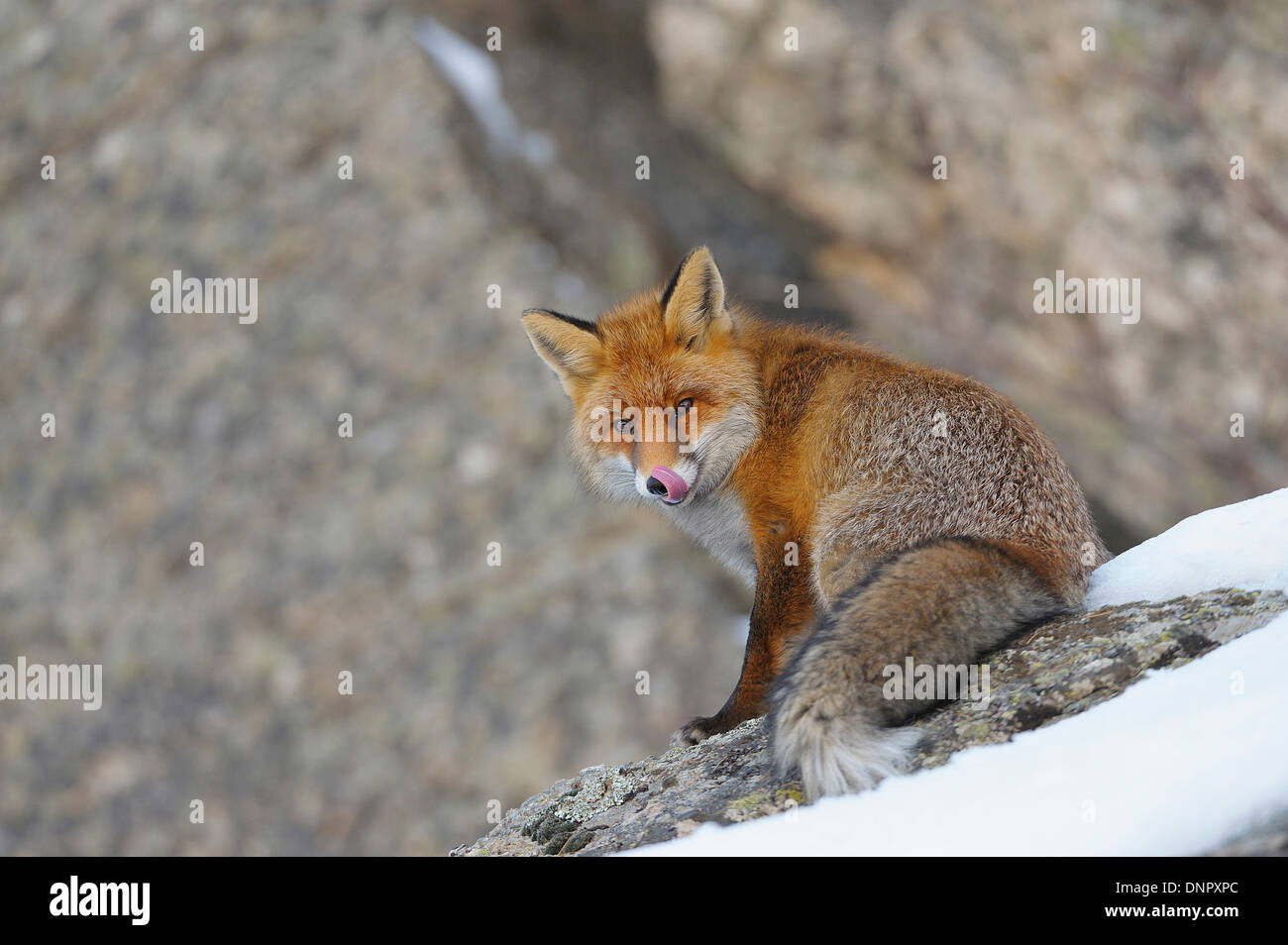 Red fox (Vulpes vulpes) in Winter, Gran Paradiso National Park, Graian ...