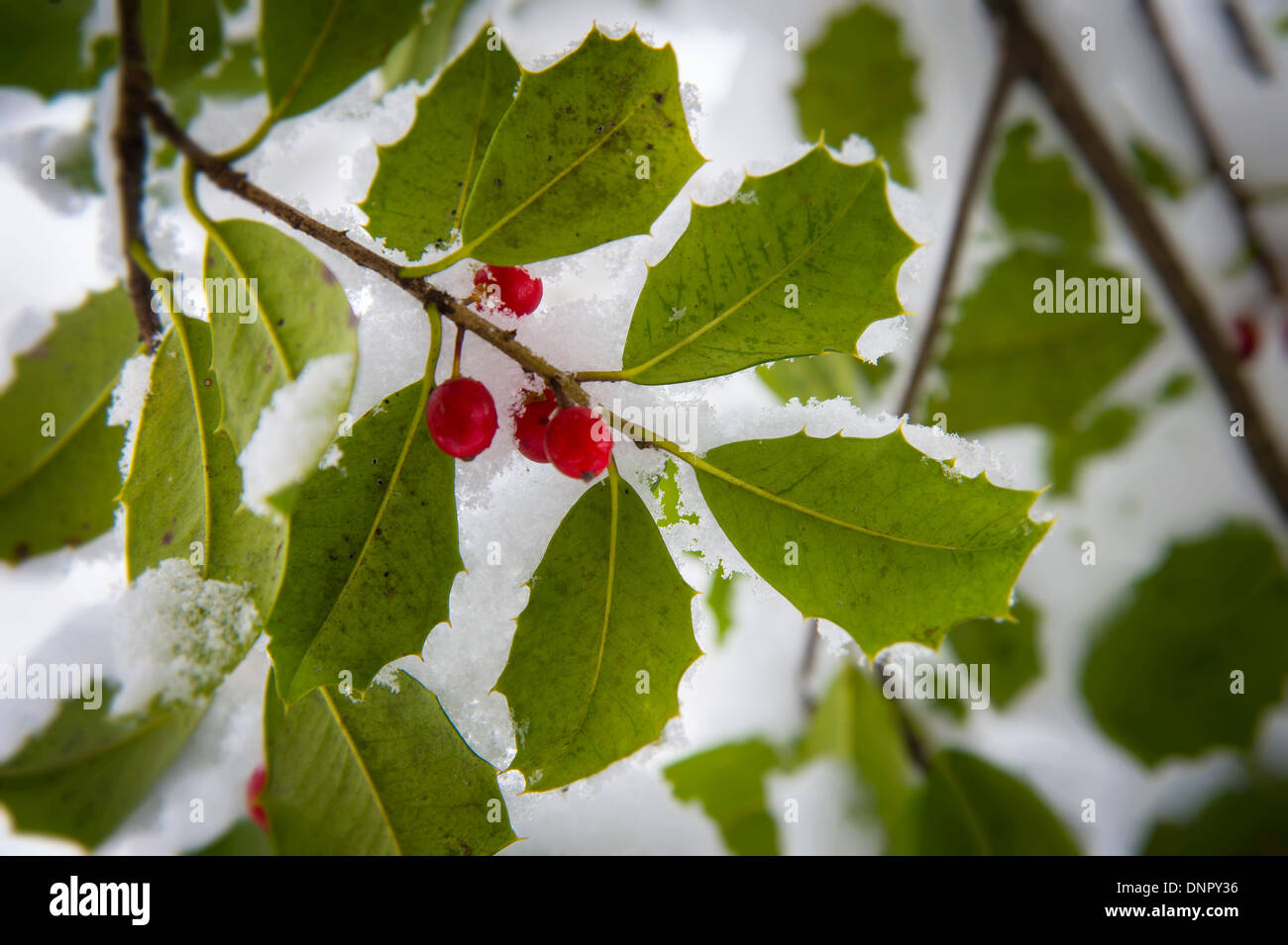 Holly Berries With Snow Stock Photo - Alamy