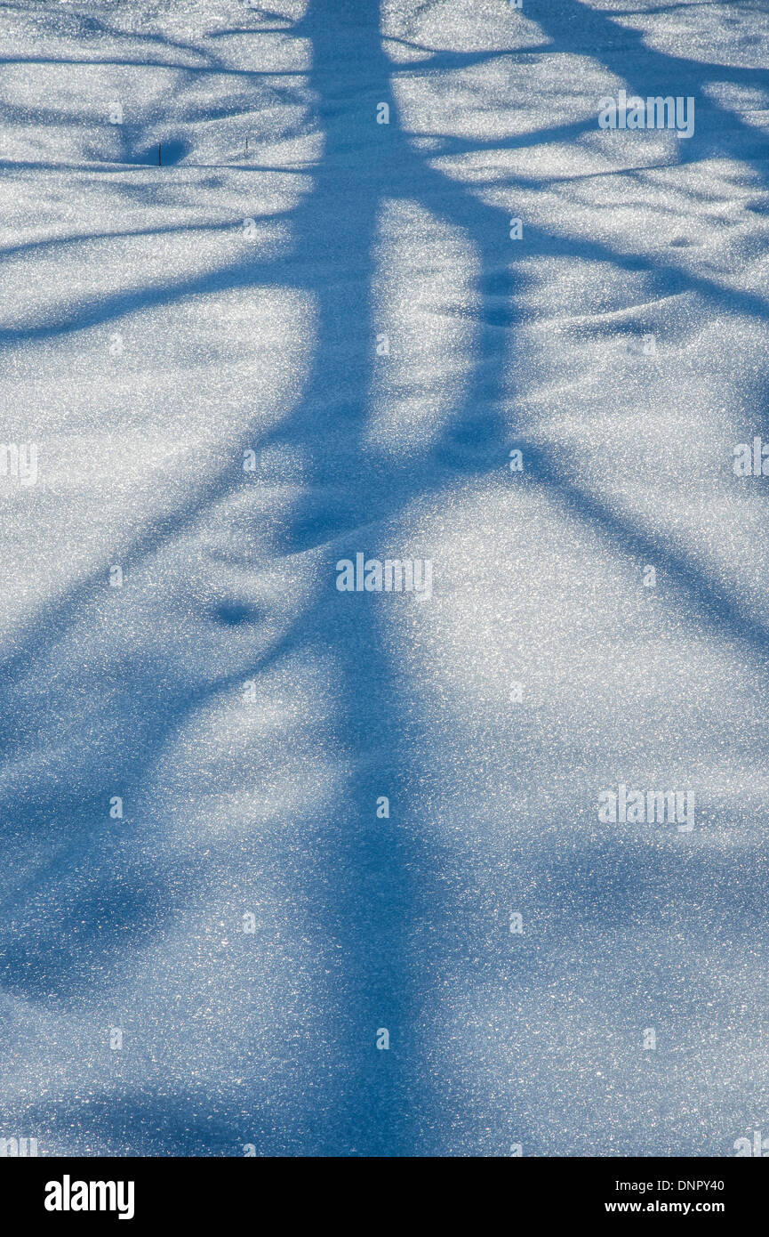 Tree Shadow On Snow Stock Photo - Alamy