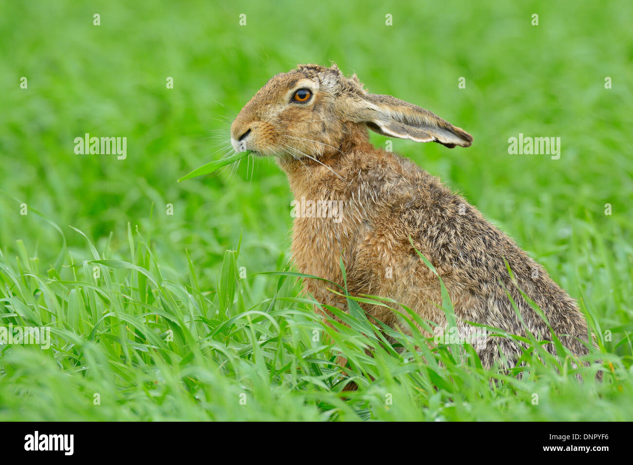 European Brown Hare (Lepus europaeus) in Grain Field in Springtime ...