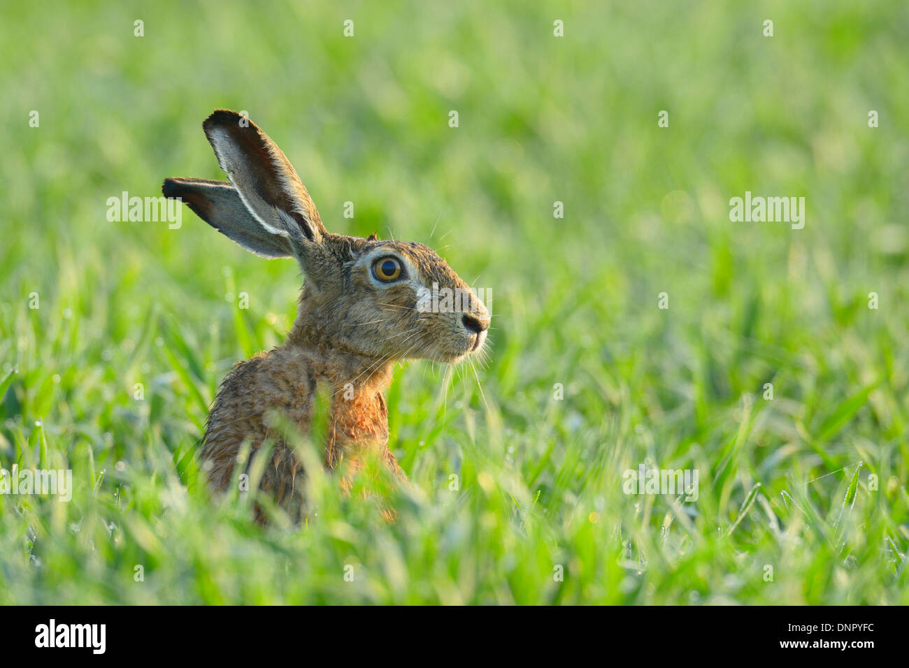 European Brown Hare (Lepus europaeus) in Grain Field in Springtime ...