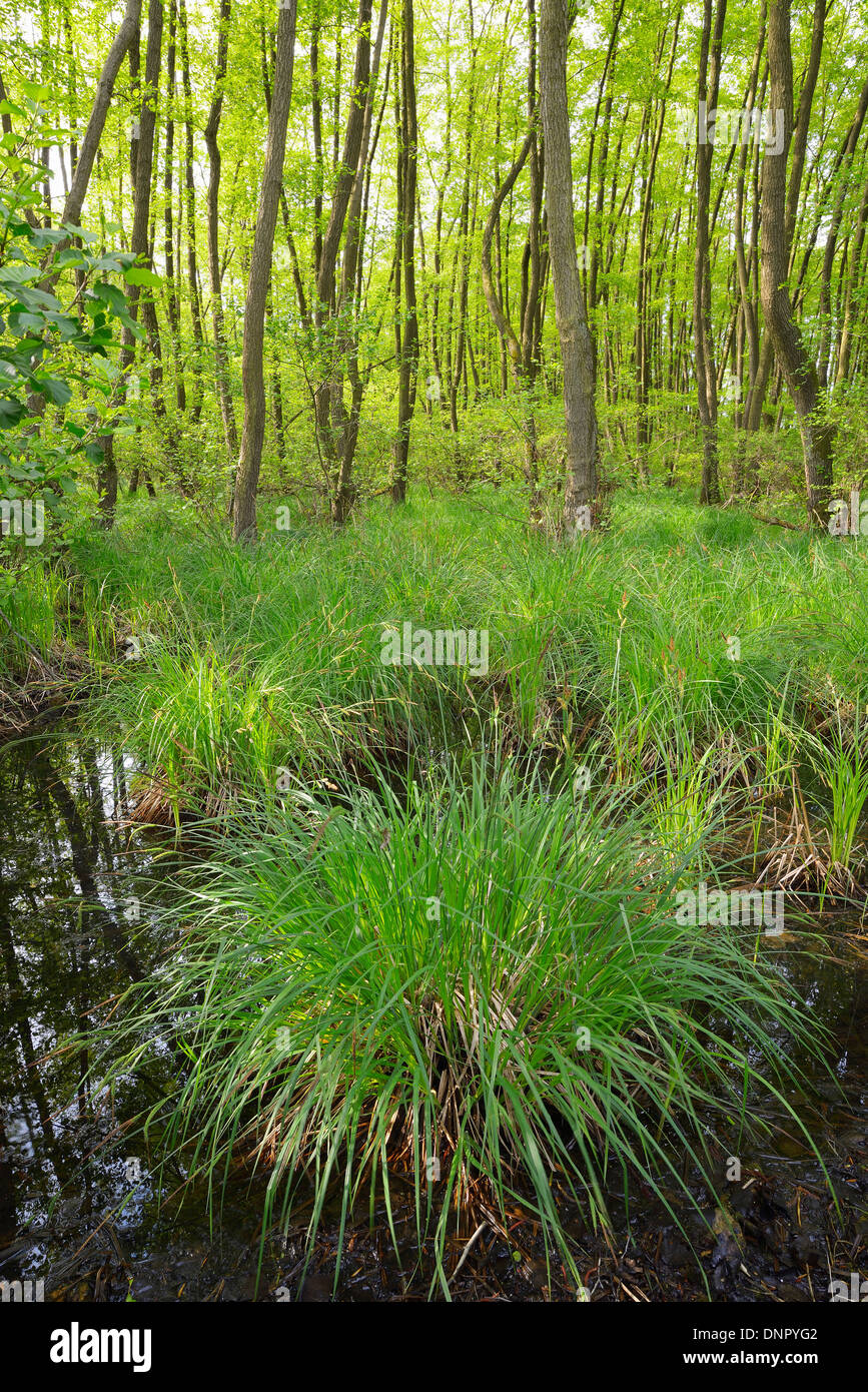Swamp in forest hi-res stock photography and images - Alamy