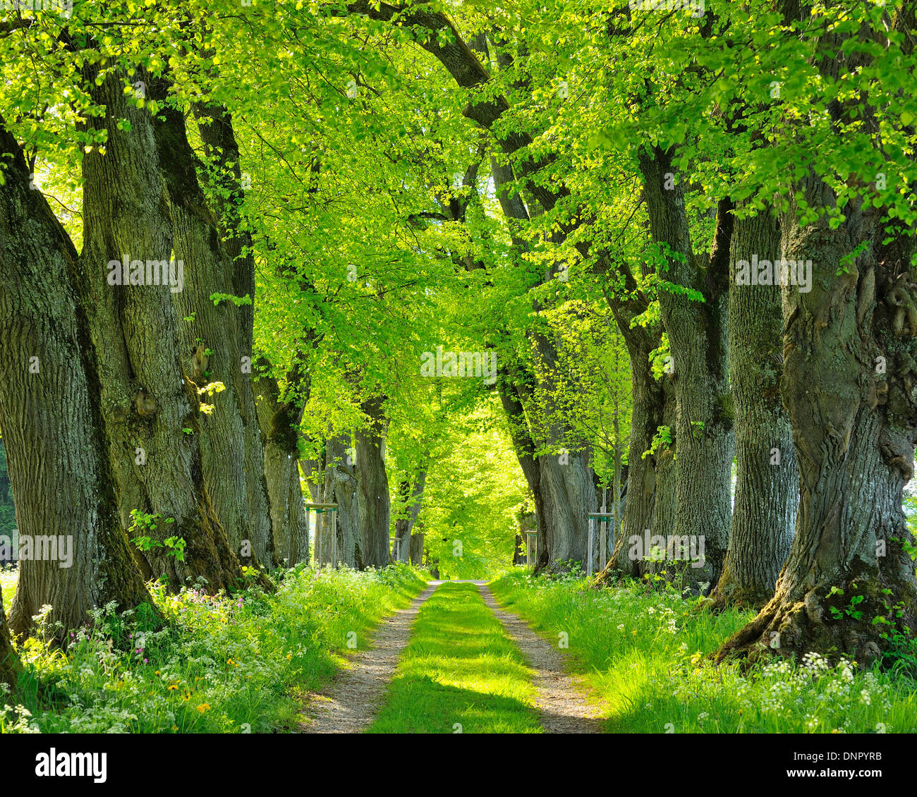 Lime Tree Allee, Kurfurstenallee, Marktoberdorf, Ostallgau, Bavaria ...