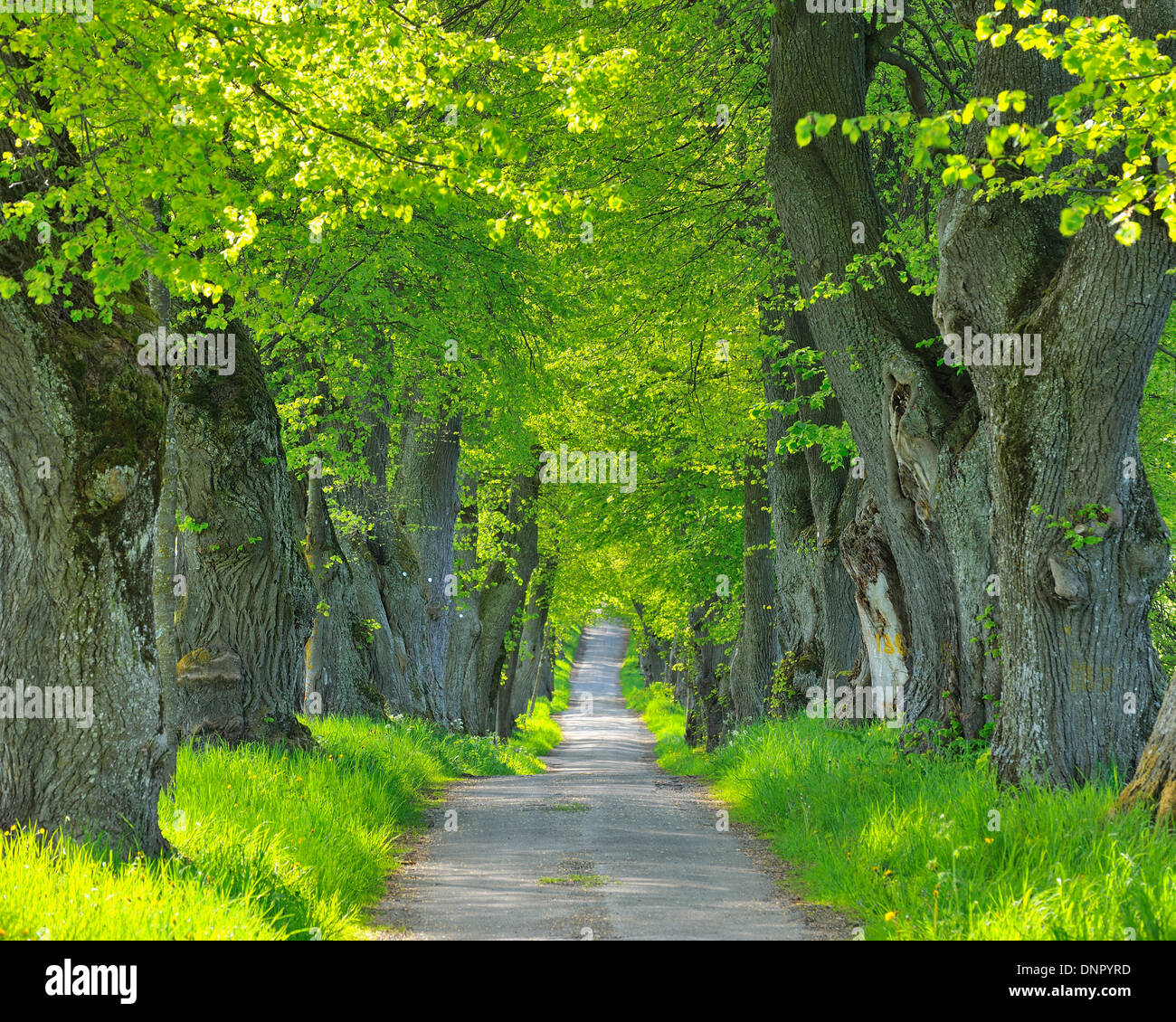 Lime Tree Allee, Kurfurstenallee, Marktoberdorf, Ostallgau, Bavaria ...