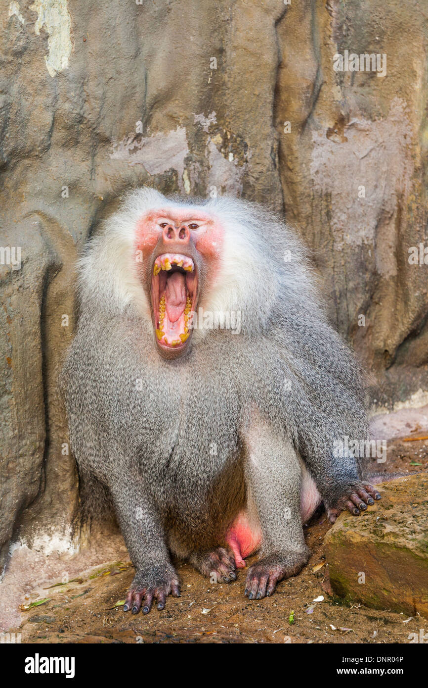 Zoo ape eye hi-res stock photography and images - Alamy