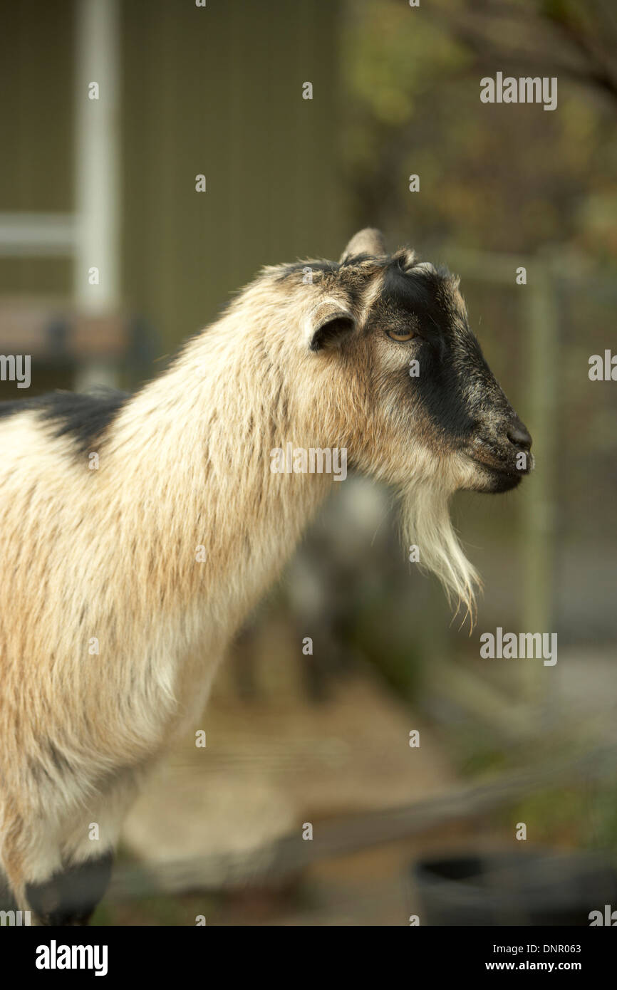 Canadian zoological park hi-res stock photography and images - Alamy