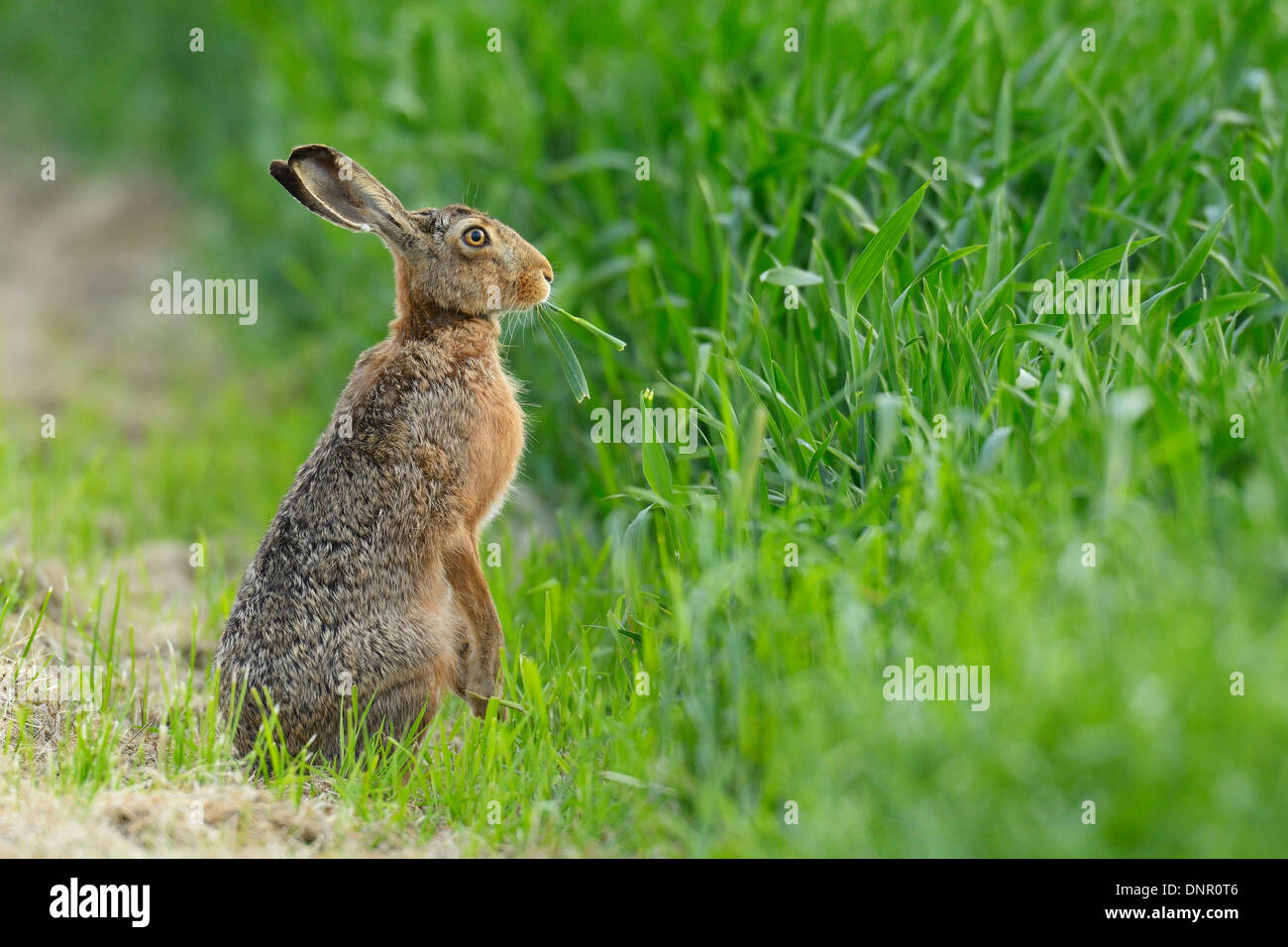 European brown hare (Lepus europaeus) near grain field, Summer, Hesse ...