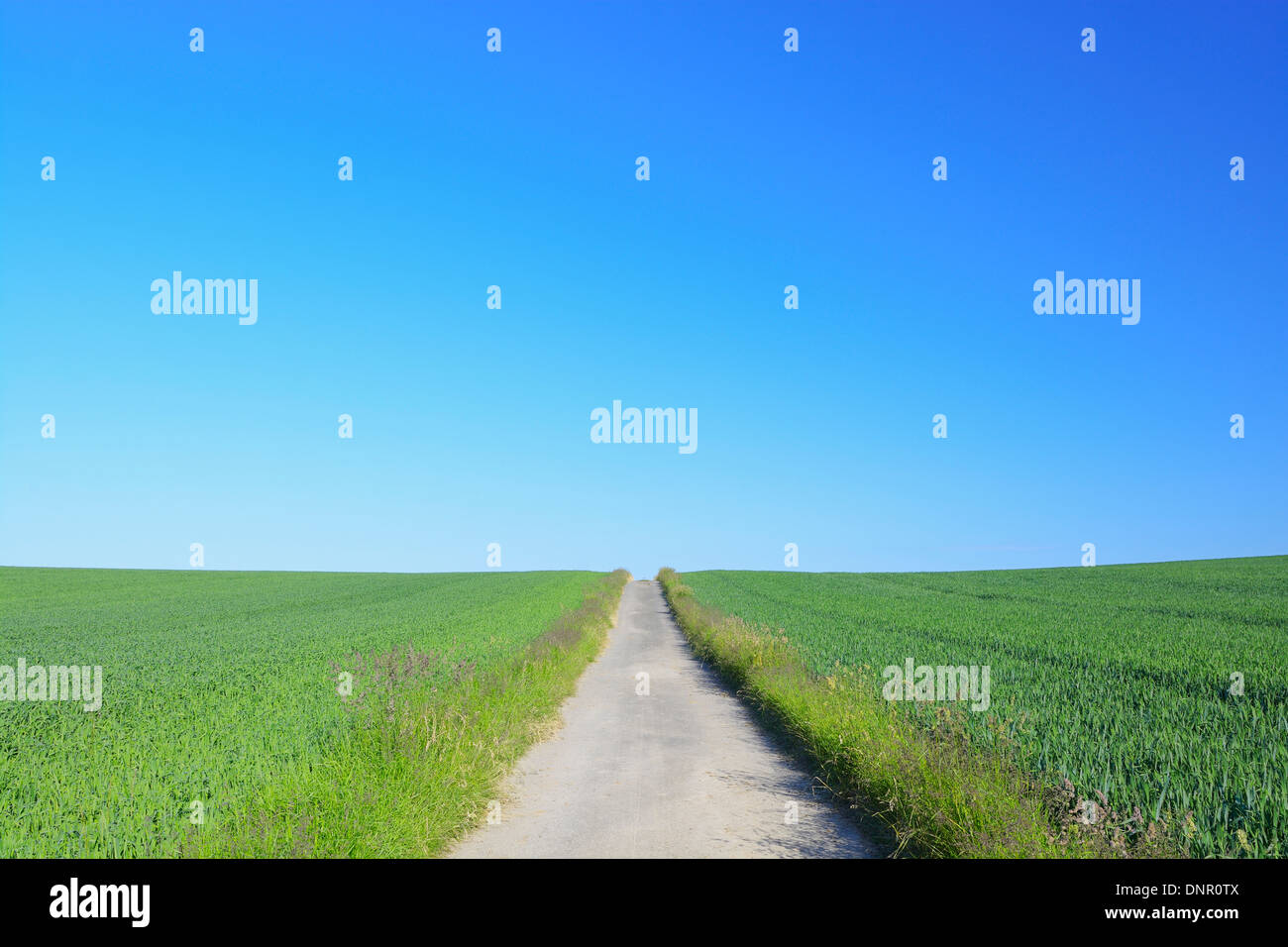 Road through grain field, Hesse, Germany, Europe Stock Photo - Alamy