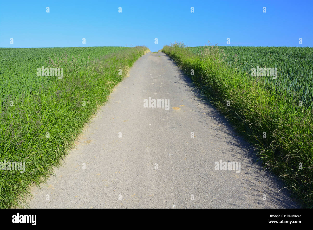 Road through grain field, Hesse, Germany, Europe Stock Photo - Alamy