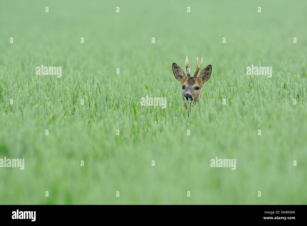 Roe deer (Capreolus capreolus), Roebuck in Grain field, Hesse, Germany ...