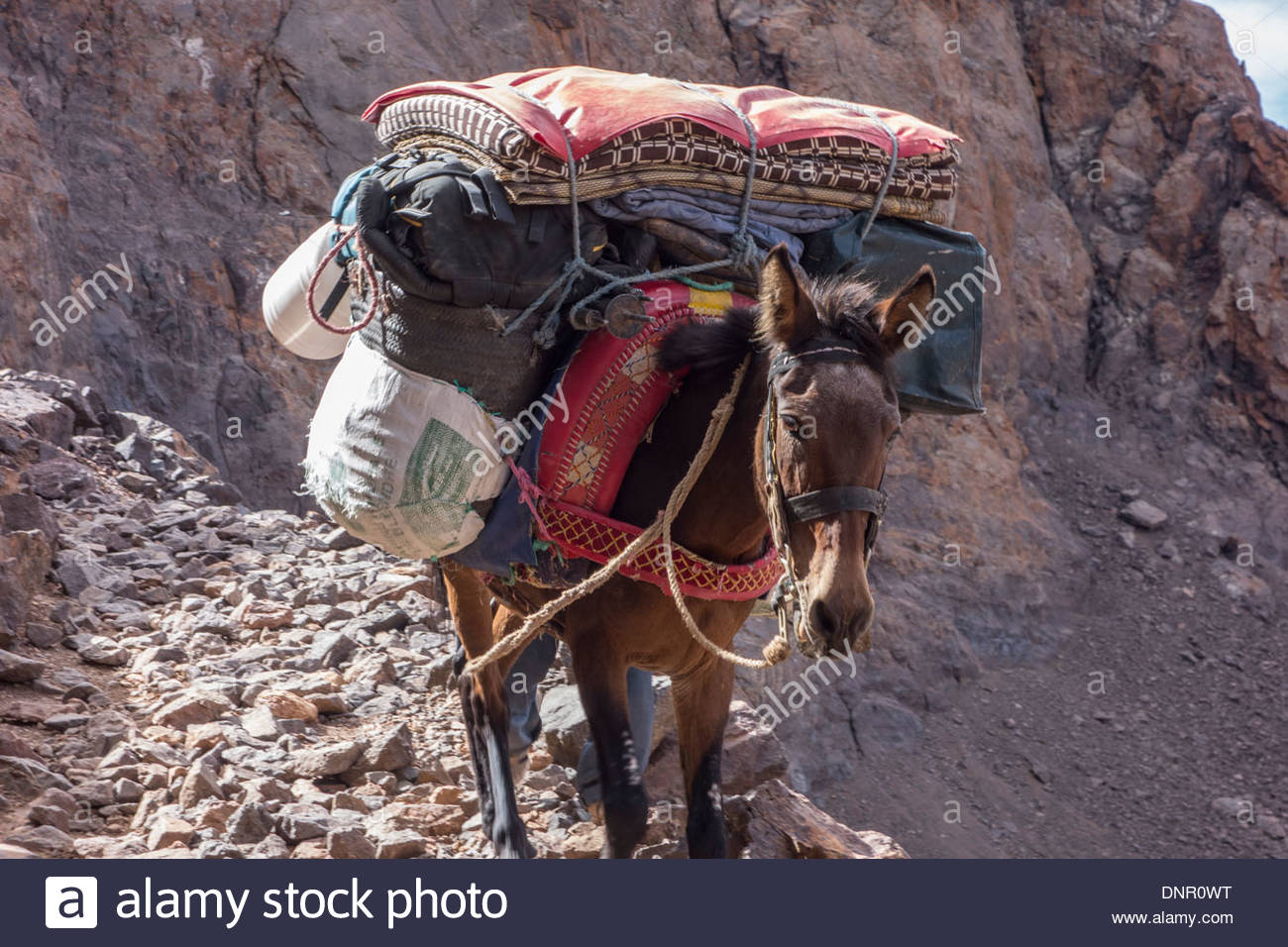 Load Carrying Mule High Resolution Stock Photography and Images - Alamy