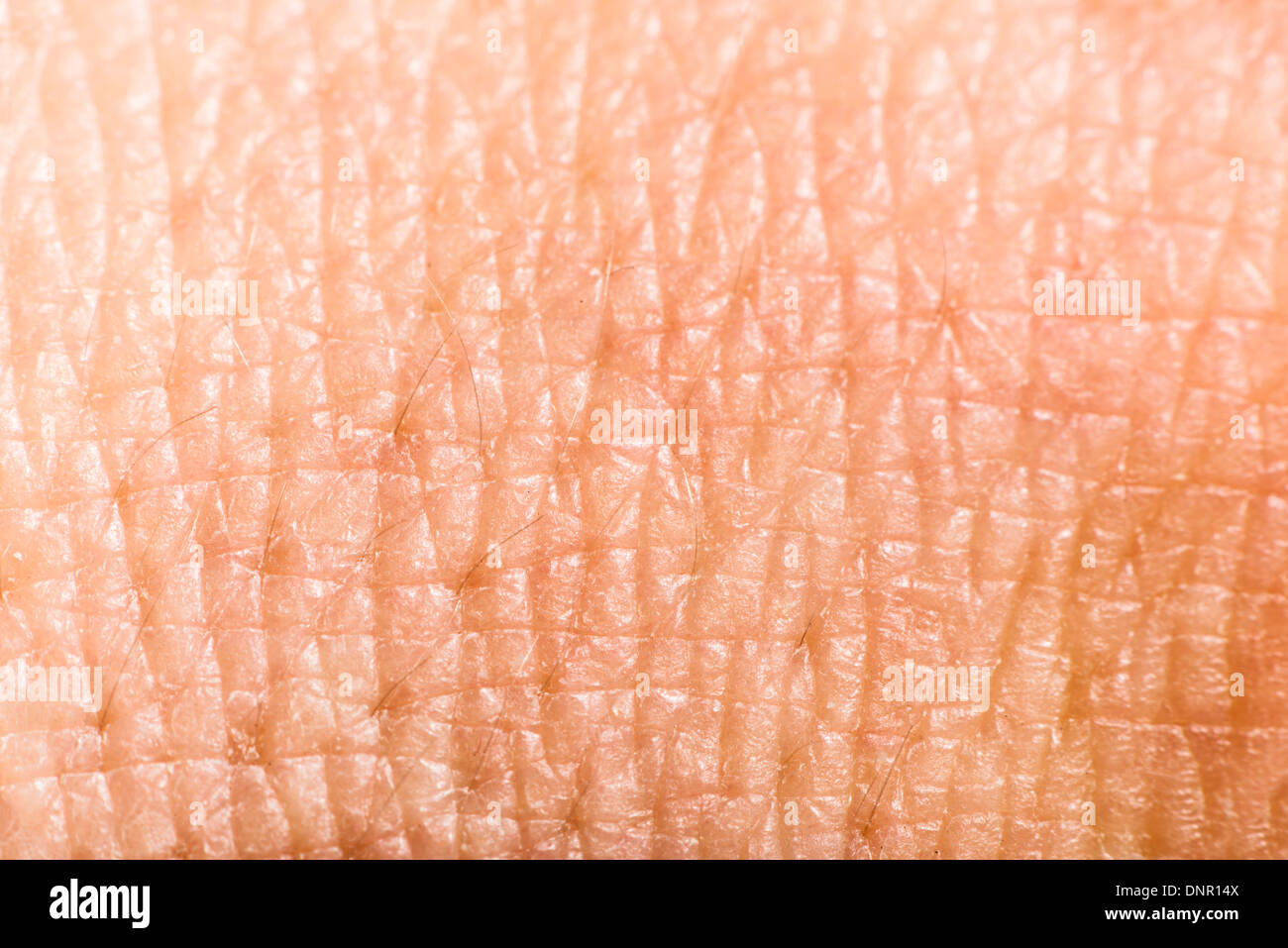 Close up human skin. Macro epidermis texture Stock Photo - Alamy