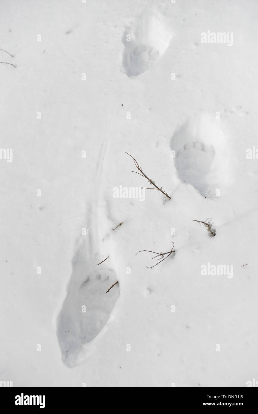 Fresh animal tracks in hi-res stock photography and images - Alamy