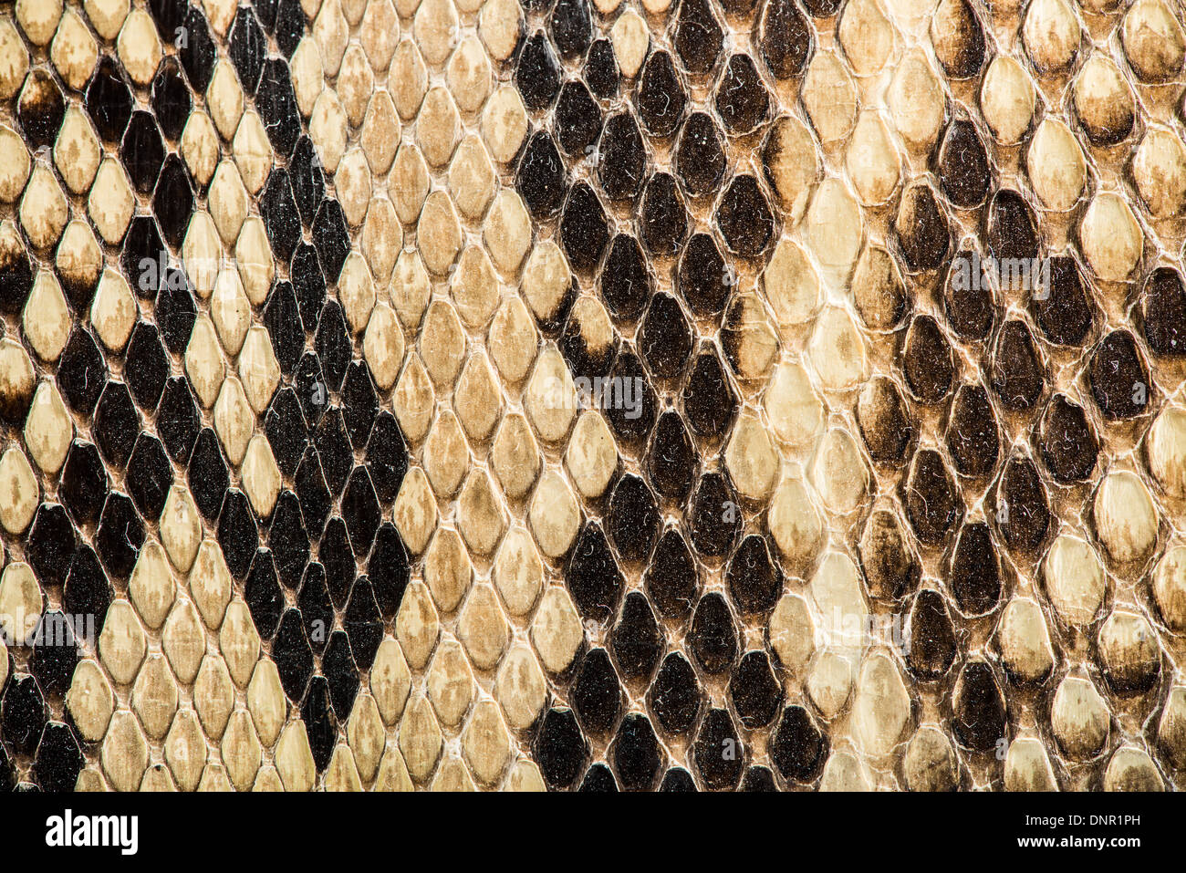 Texture of genuine snakeskin. Close up real leather texture Stock Photo ...