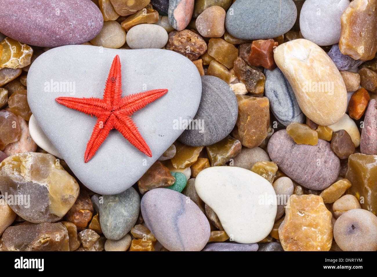 Starfish on a pebble Stock Photo - Alamy
